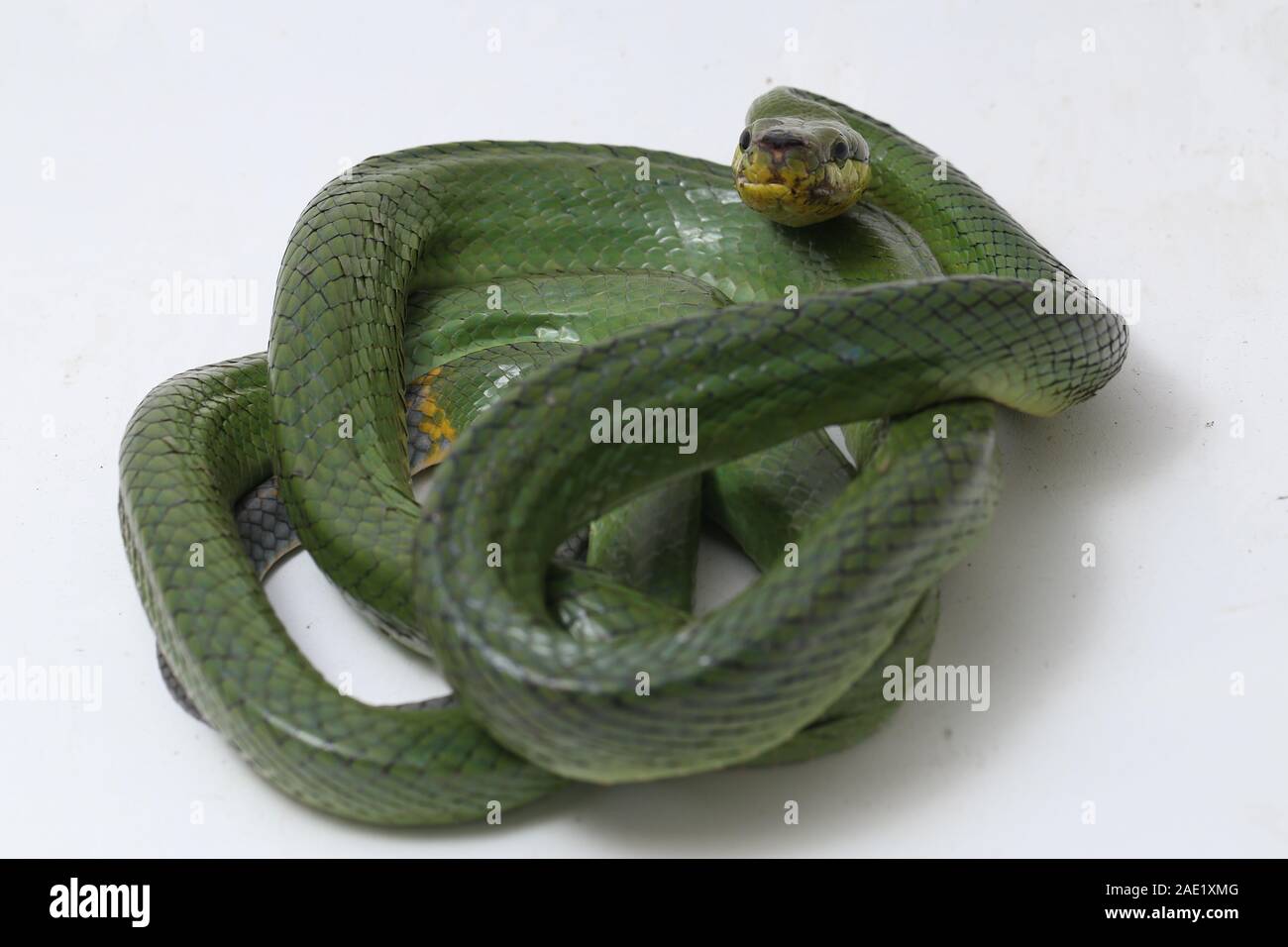 Gonyosoma oxycephalum, known commonly as the arboreal ratsnake, the red ...