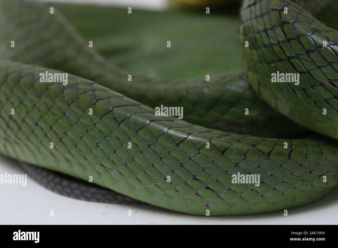 Gonyosoma oxycephalum, known commonly as the arboreal ratsnake, the red ...