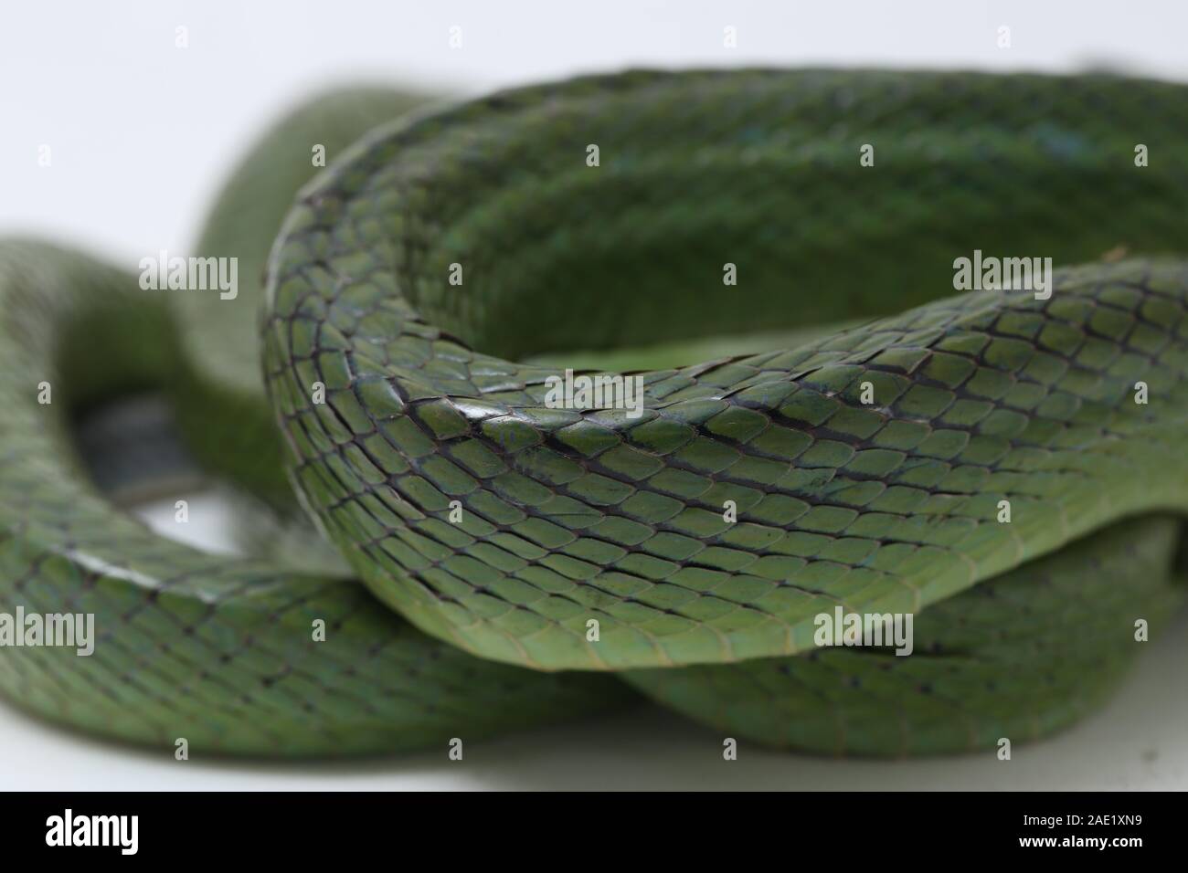 Gonyosoma oxycephalum, known commonly as the arboreal ratsnake, the red ...