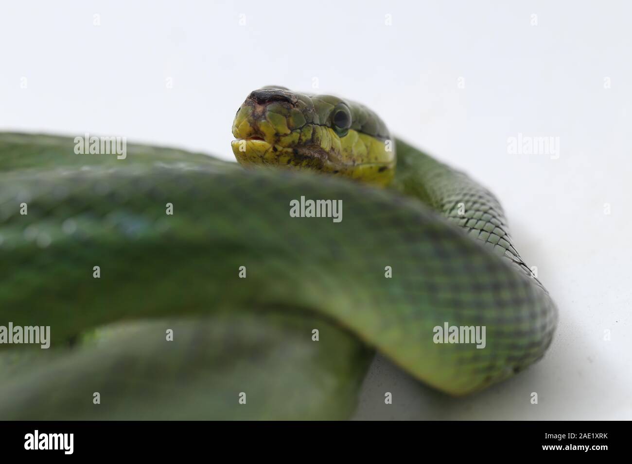 Gonyosoma oxycephalum, known commonly as the arboreal ratsnake, the red ...