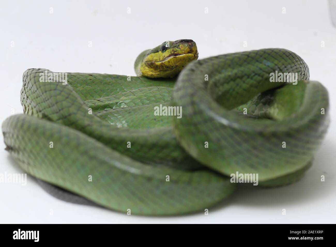 Gonyosoma oxycephalum, known commonly as the arboreal ratsnake, the red ...