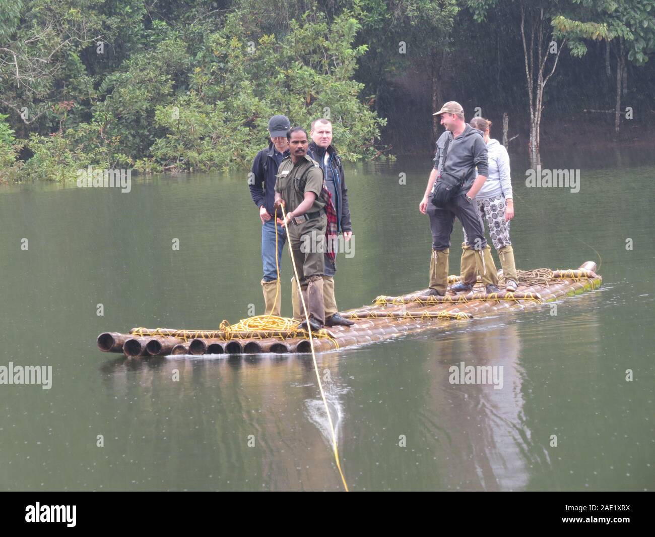 Tiger in bamboo forest hi-res stock photography and images - Alamy