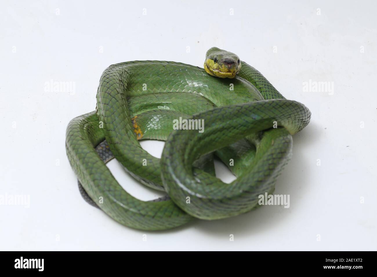 Gonyosoma oxycephalum, known commonly as the arboreal ratsnake, the red ...