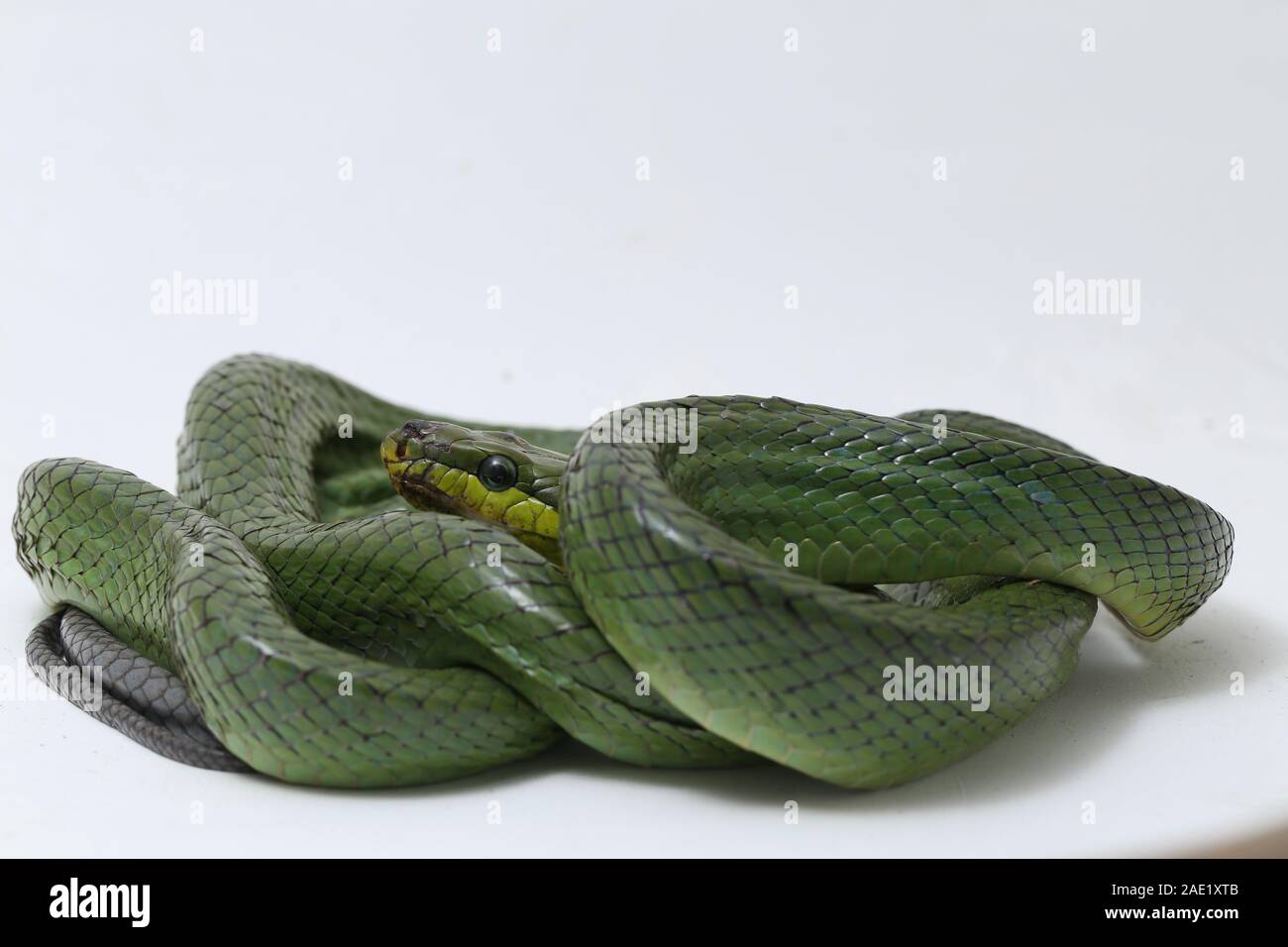 Gonyosoma oxycephalum, known commonly as the arboreal ratsnake, the red ...