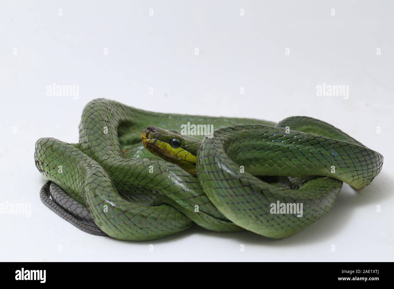 Gonyosoma oxycephalum, known commonly as the arboreal ratsnake, the red ...