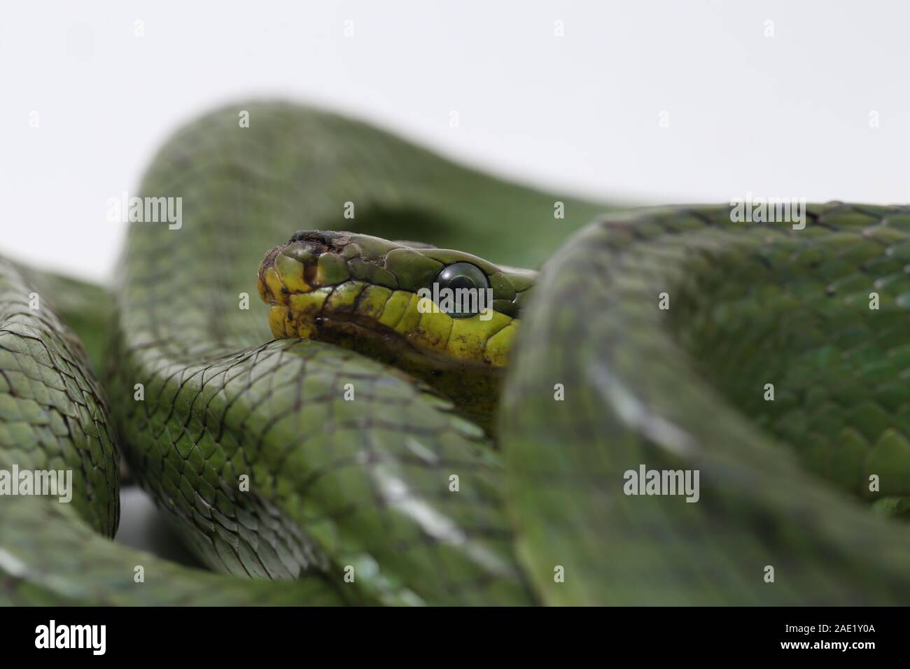 Gonyosoma oxycephalum, known commonly as the arboreal ratsnake, the red ...