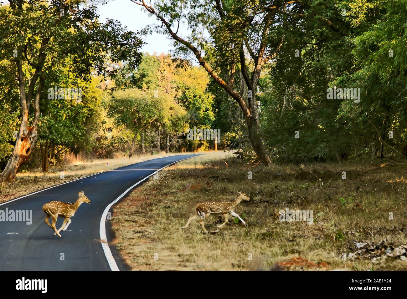 Crossing road india hi-res stock photography and images - Alamy