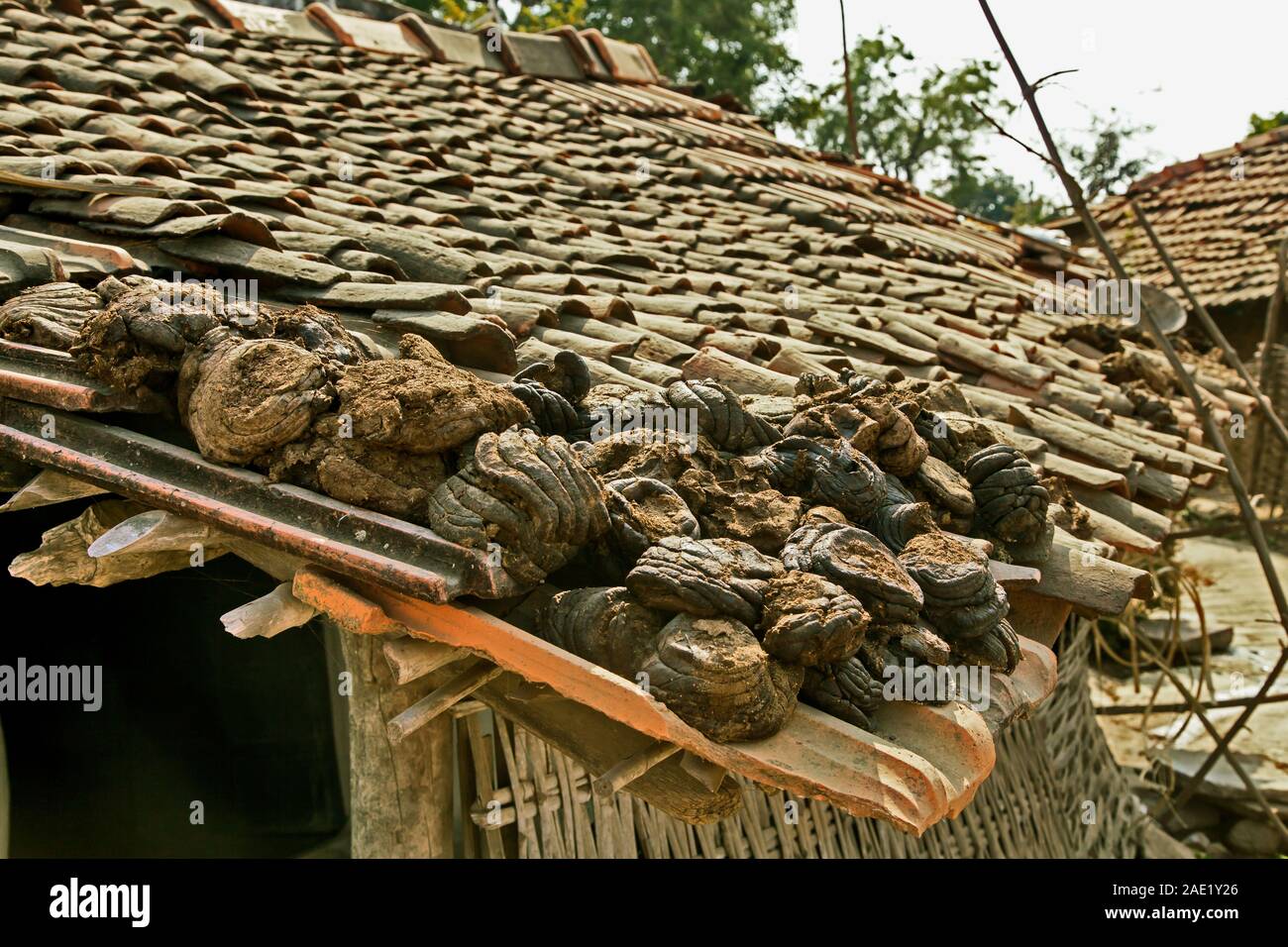 Cow dung drying on roof, Moharli, Chandrapur, Maharashtra, India, Asia ...