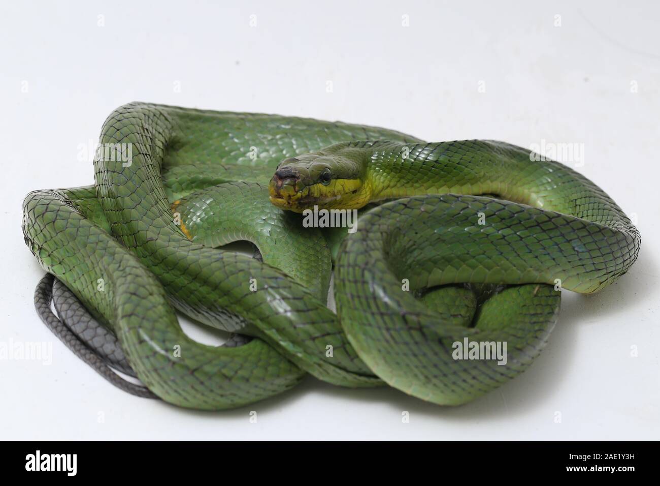 Gonyosoma oxycephalum, known commonly as the arboreal ratsnake, the red ...