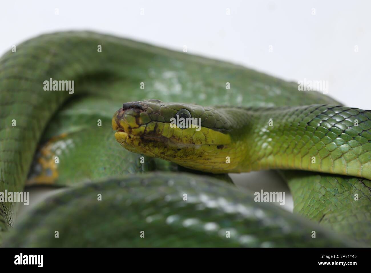 Gonyosoma oxycephalum, known commonly as the arboreal ratsnake, the red ...