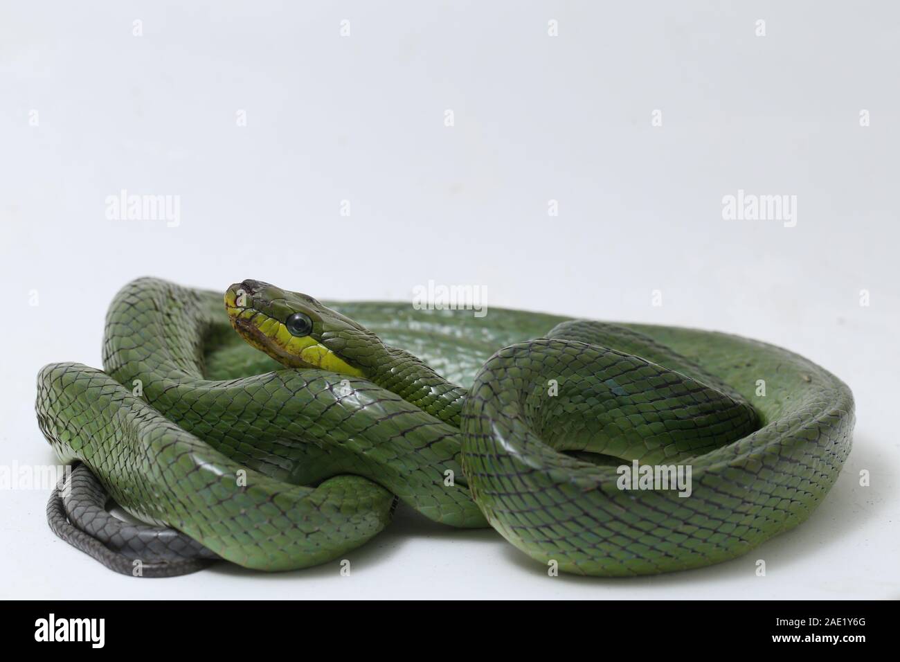 Gonyosoma oxycephalum, known commonly as the arboreal ratsnake, the red ...