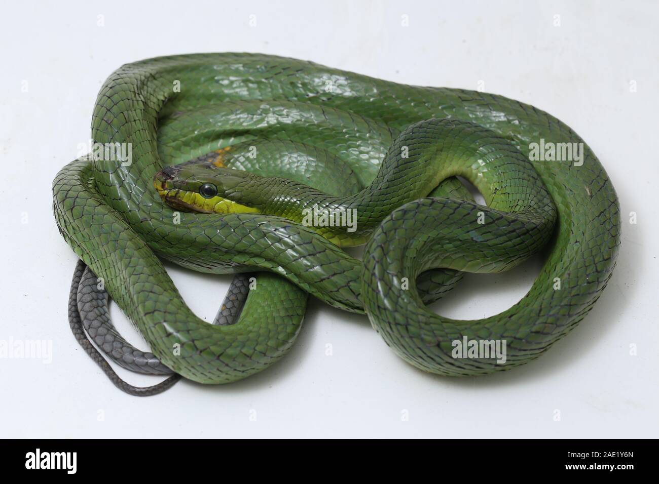 Gonyosoma oxycephalum, known commonly as the arboreal ratsnake, the red ...