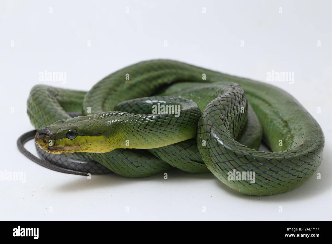 Gonyosoma oxycephalum, known commonly as the arboreal ratsnake, the red ...