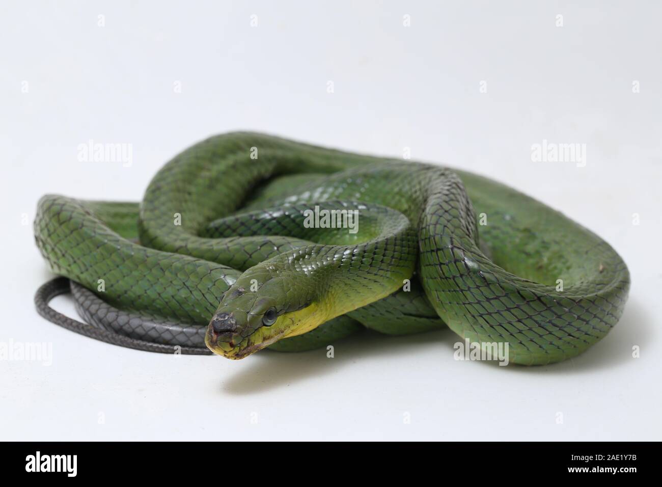 Gonyosoma oxycephalum, known commonly as the arboreal ratsnake, the red ...