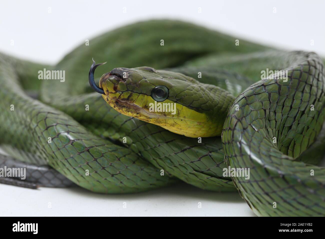 Gonyosoma oxycephalum, known commonly as the arboreal ratsnake, the red ...