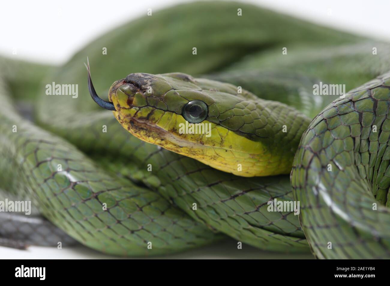 Gonyosoma oxycephalum, known commonly as the arboreal ratsnake, the red ...
