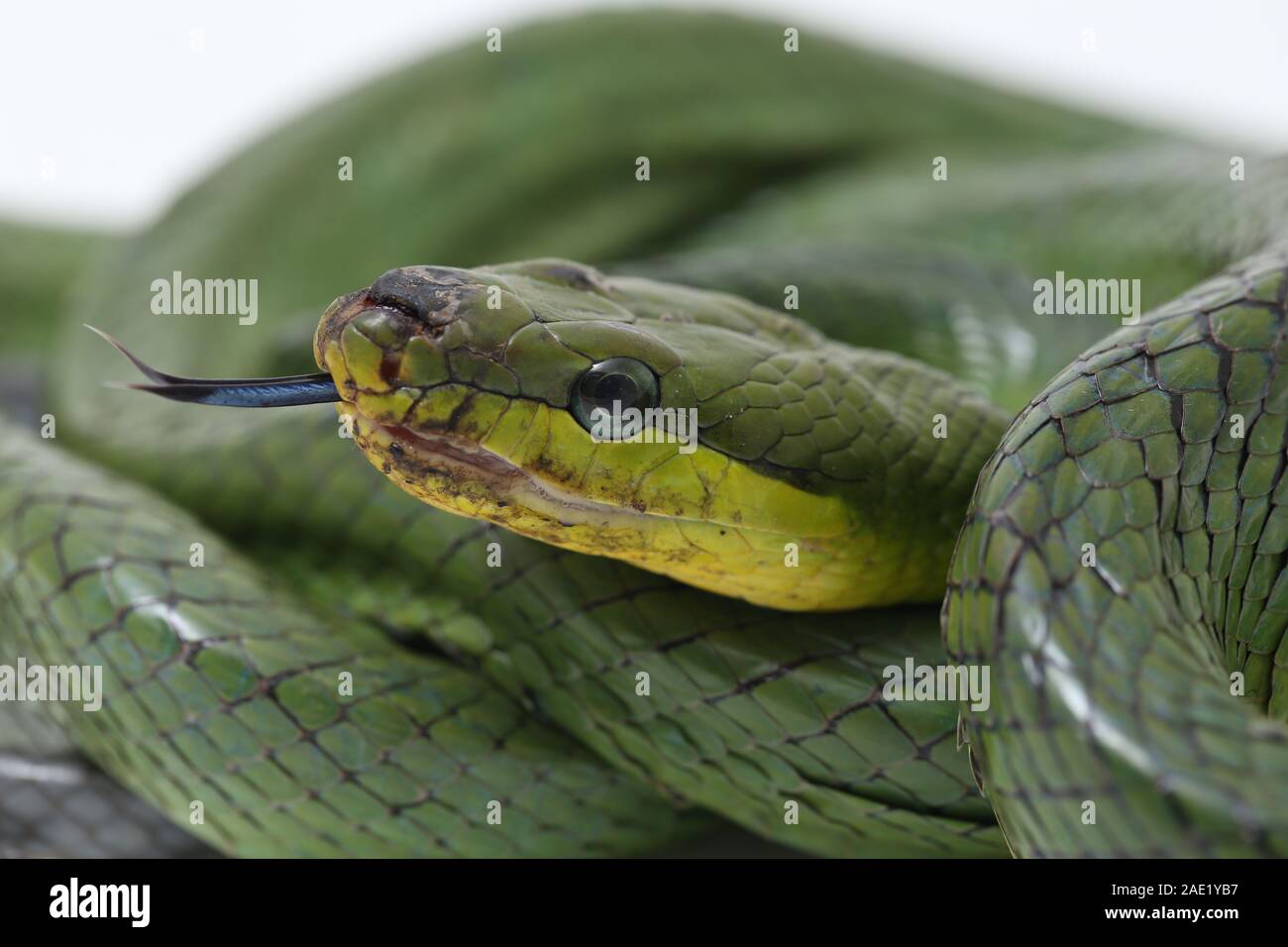 Gonyosoma oxycephalum, known commonly as the arboreal ratsnake, the red ...