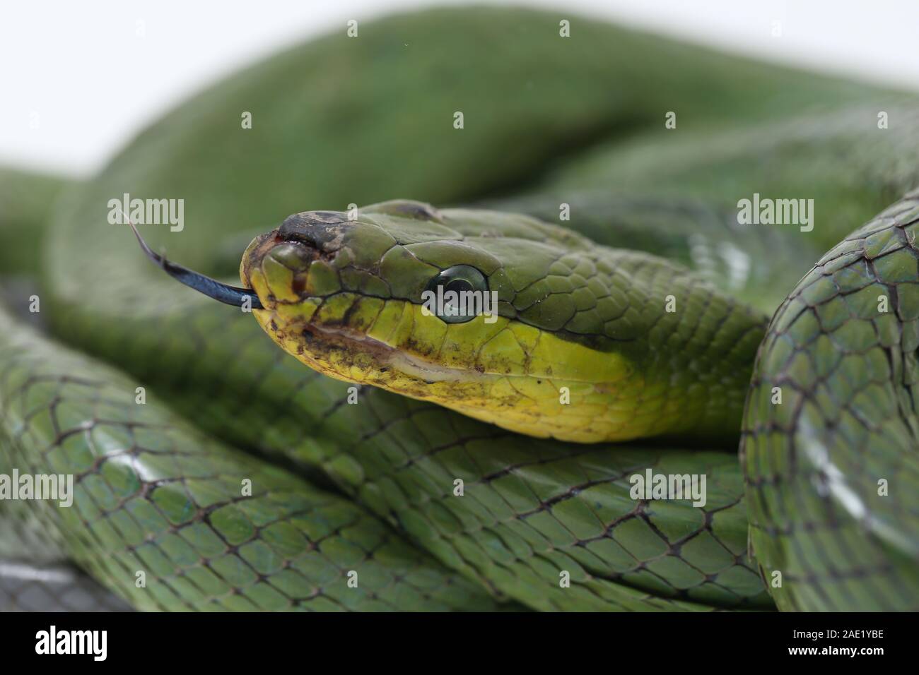 Gonyosoma oxycephalum, known commonly as the arboreal ratsnake, the red ...