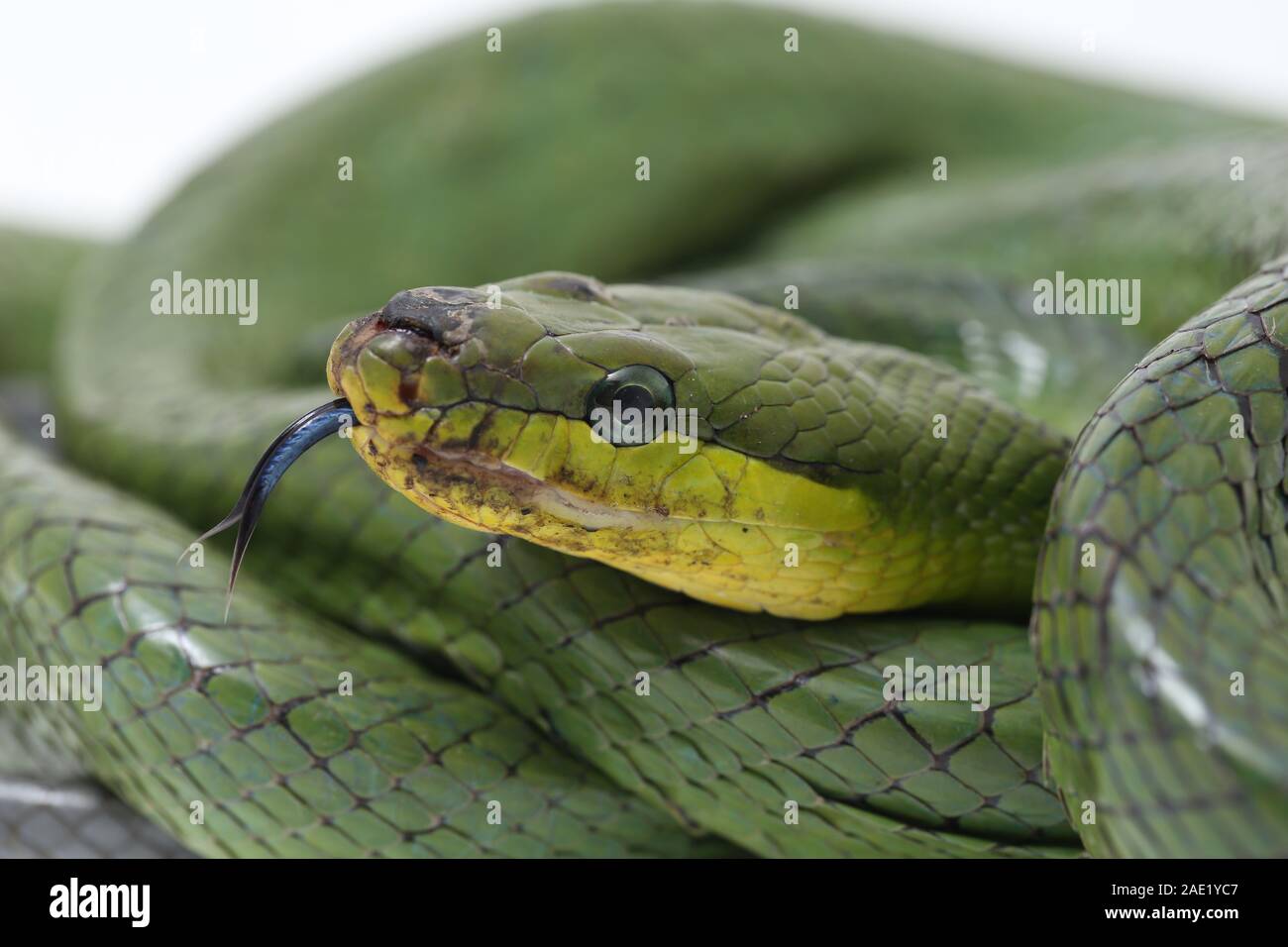 Gonyosoma oxycephalum, known commonly as the arboreal ratsnake, the red ...