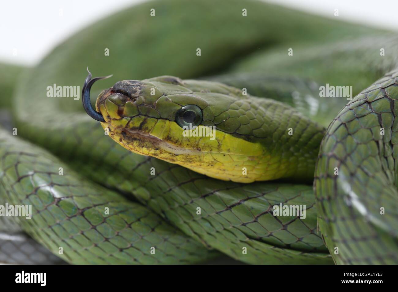 Gonyosoma oxycephalum, known commonly as the arboreal ratsnake, the red ...