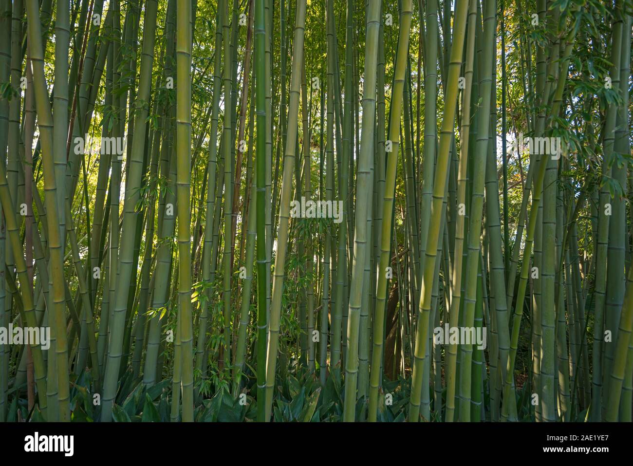 DENSE BAMBOO FOREST Stock Photo - Alamy