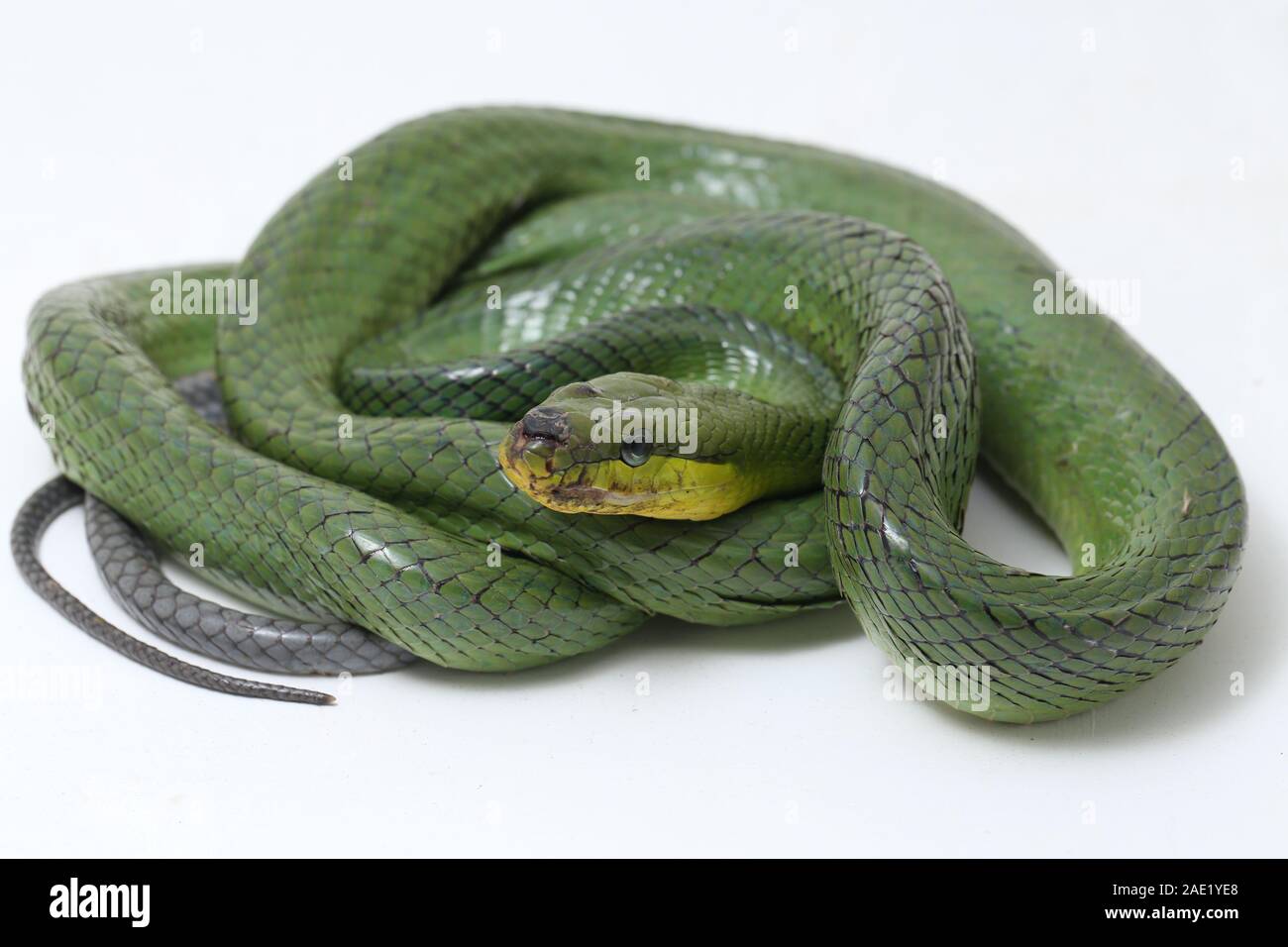 Gonyosoma oxycephalum, known commonly as the arboreal ratsnake, the red ...