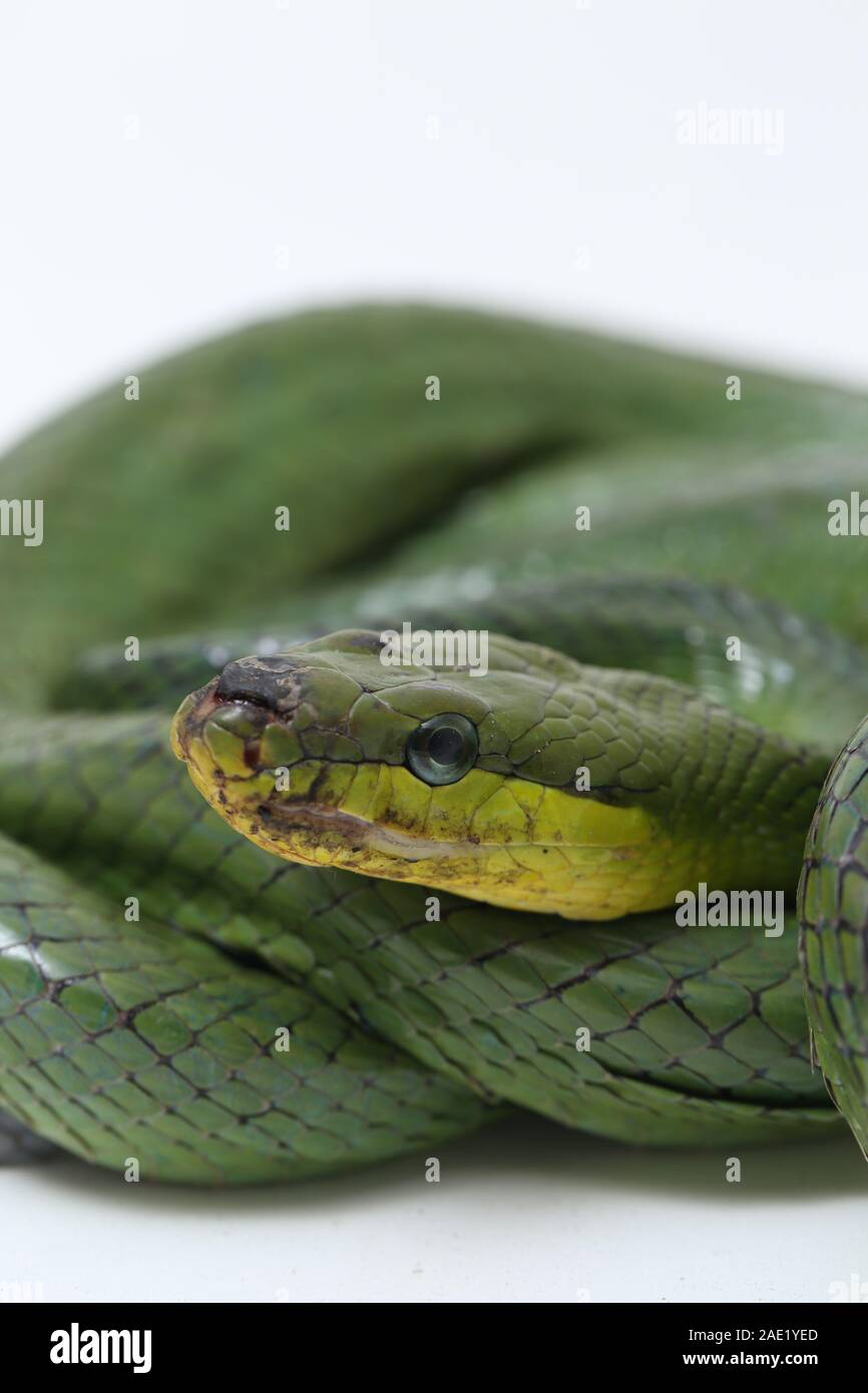 Gonyosoma oxycephalum, known commonly as the arboreal ratsnake, the red ...