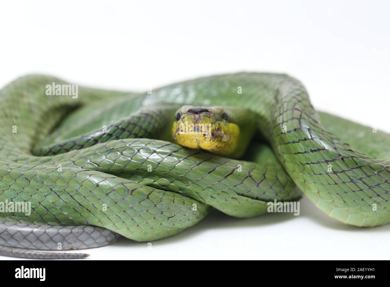 Gonyosoma oxycephalum, known commonly as the arboreal ratsnake, the red ...