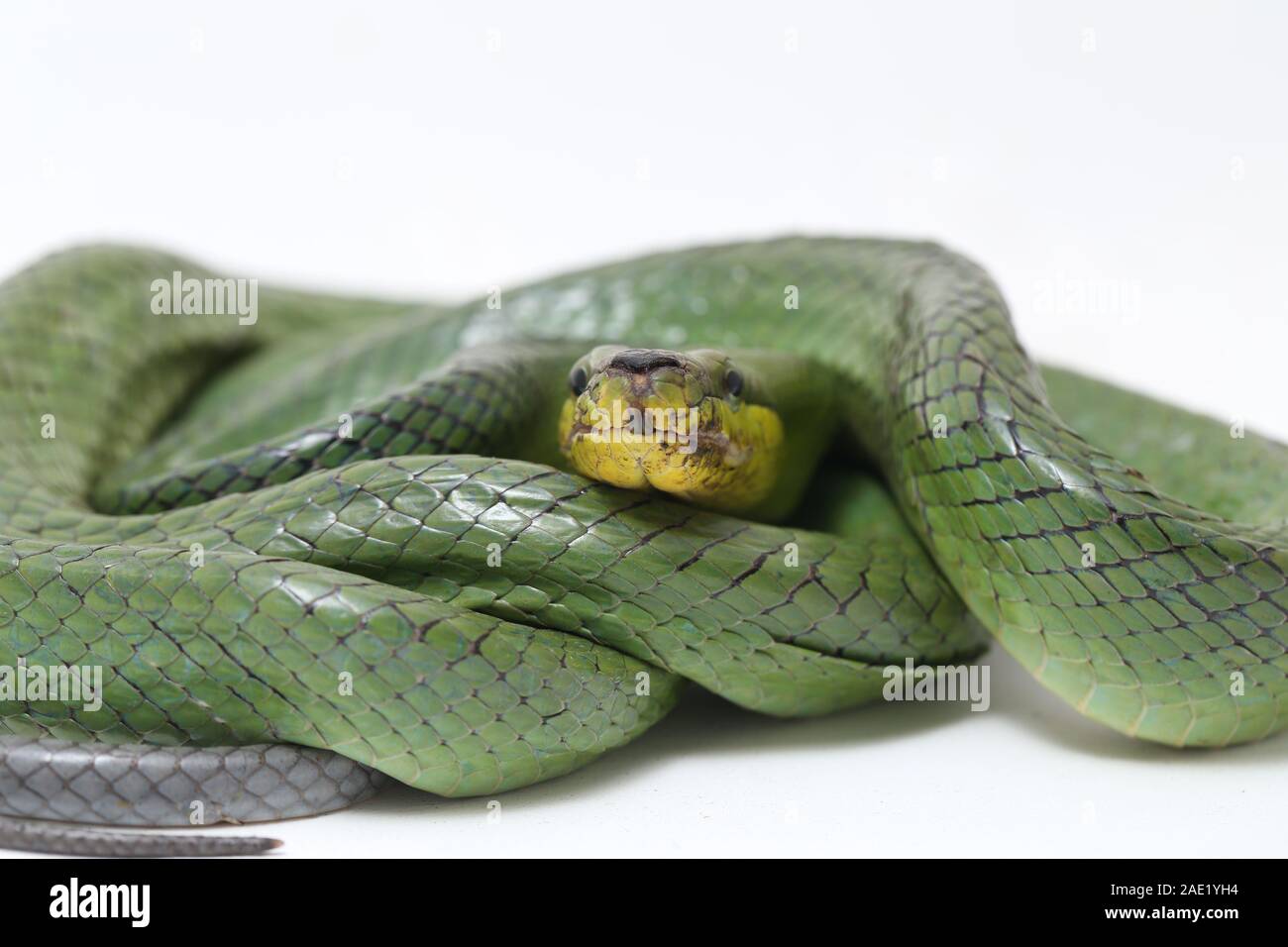 Gonyosoma oxycephalum, known commonly as the arboreal ratsnake, the red ...