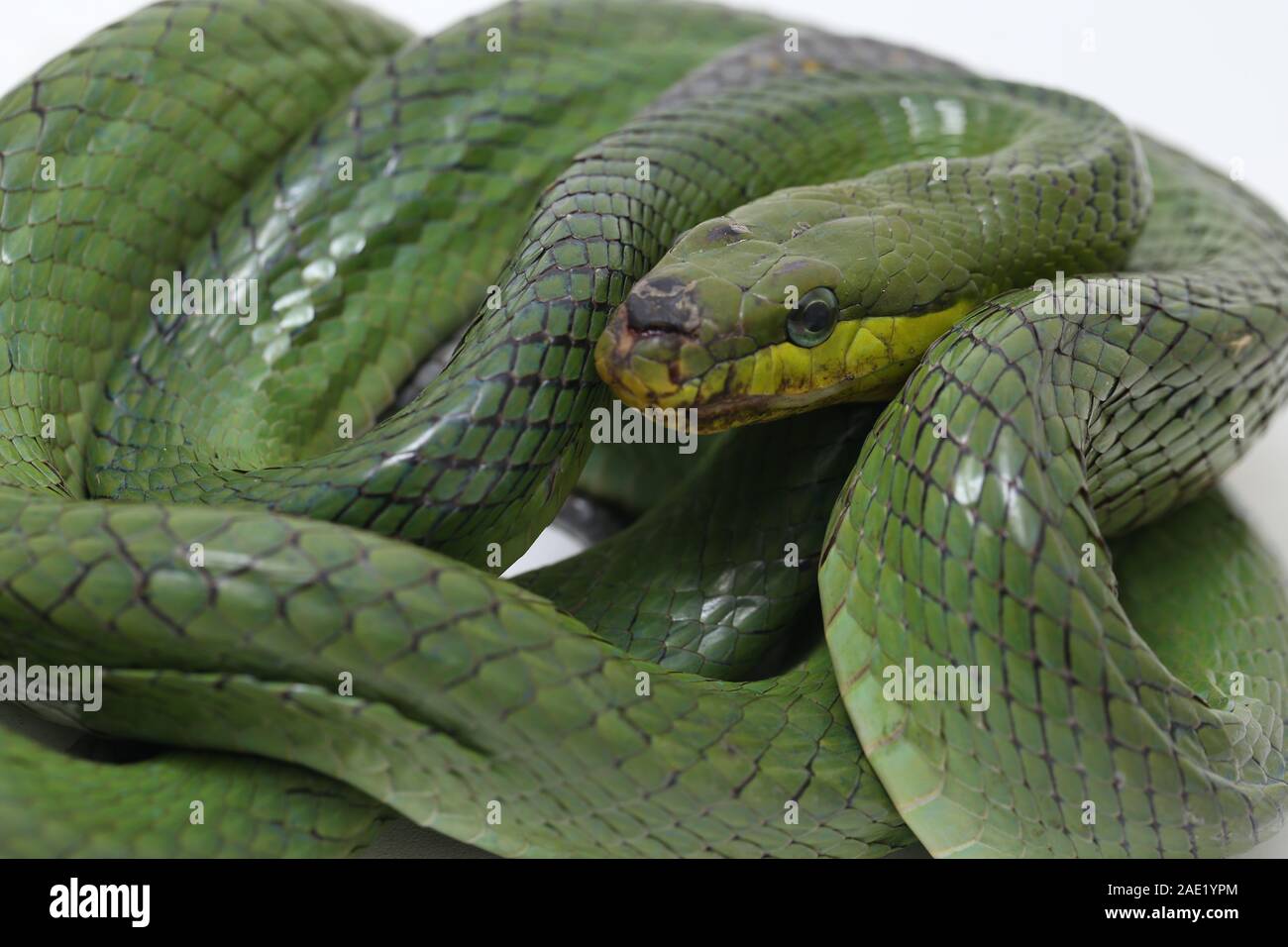 Gonyosoma oxycephalum, known commonly as the arboreal ratsnake, the red ...