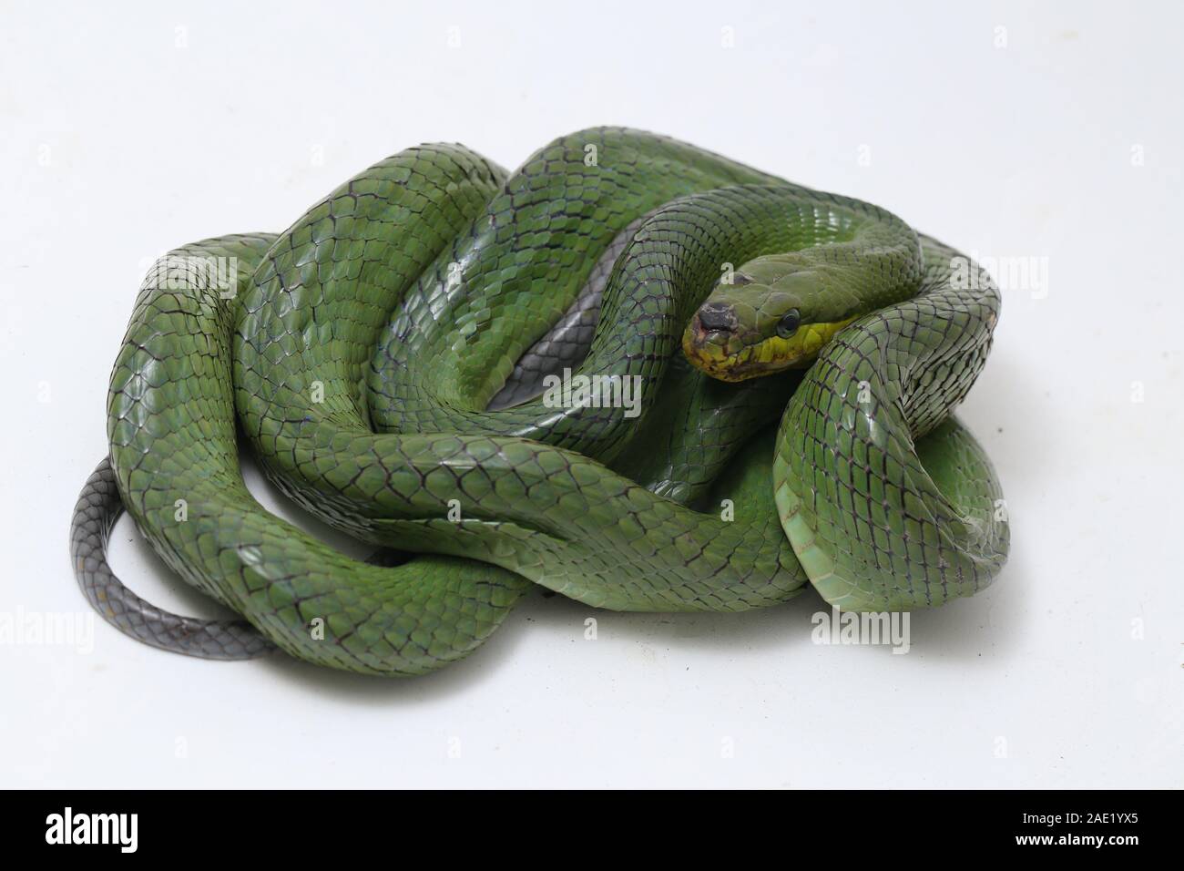 Gonyosoma oxycephalum, known commonly as the arboreal ratsnake, the red ...
