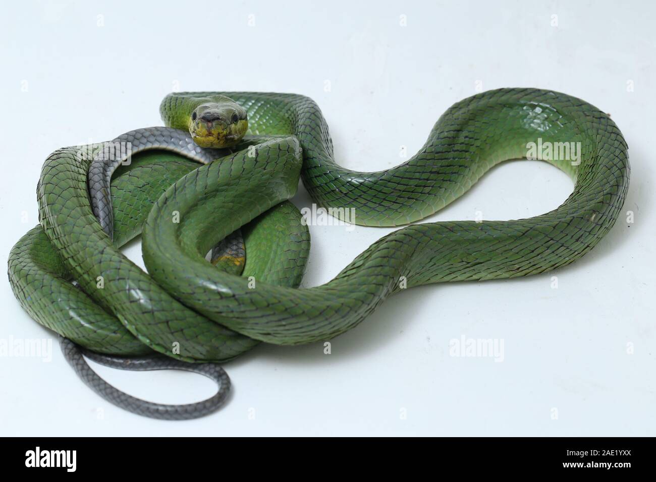 Gonyosoma oxycephalum, known commonly as the arboreal ratsnake, the red ...