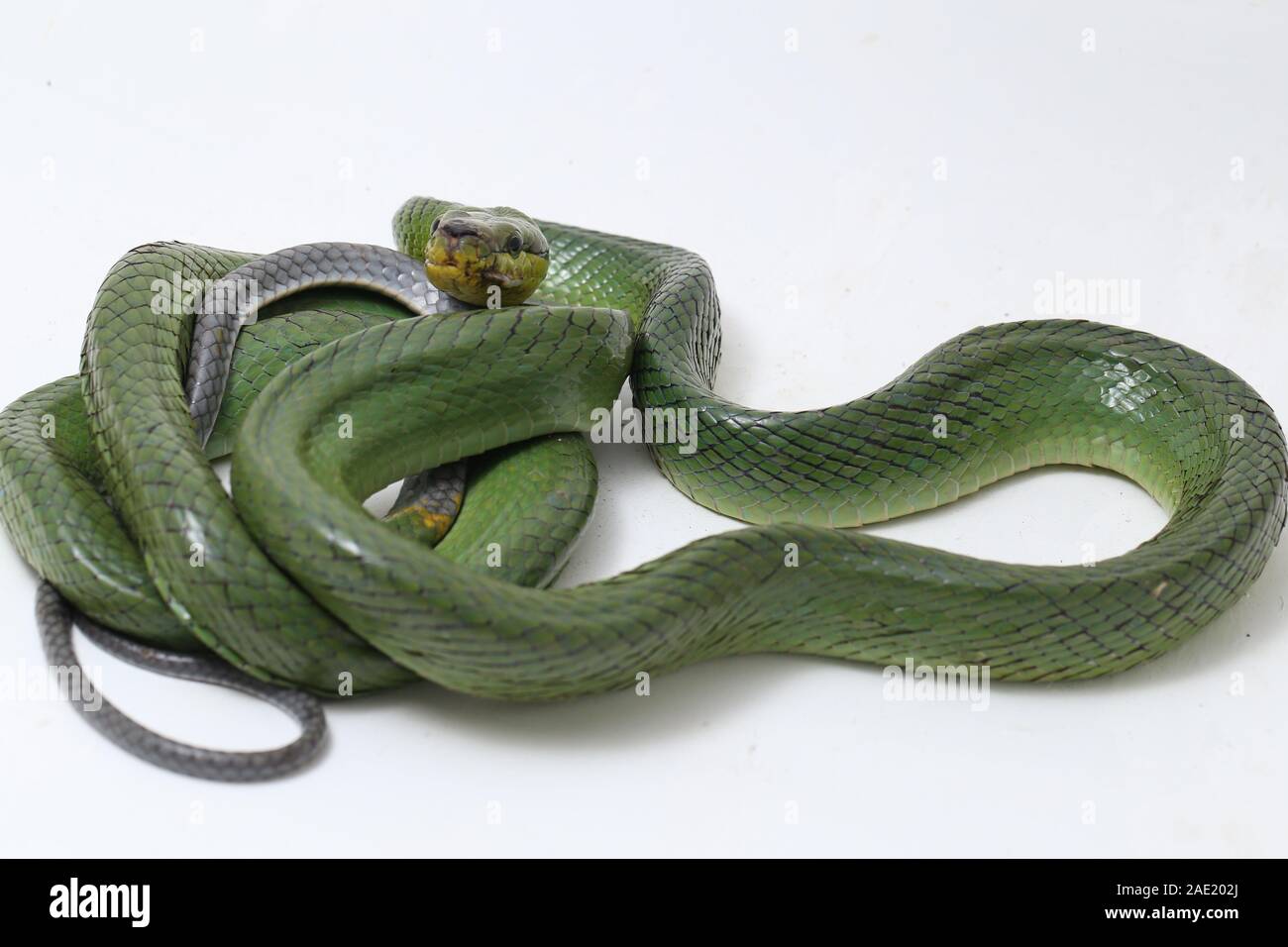 Gonyosoma oxycephalum, known commonly as the arboreal ratsnake, the red ...