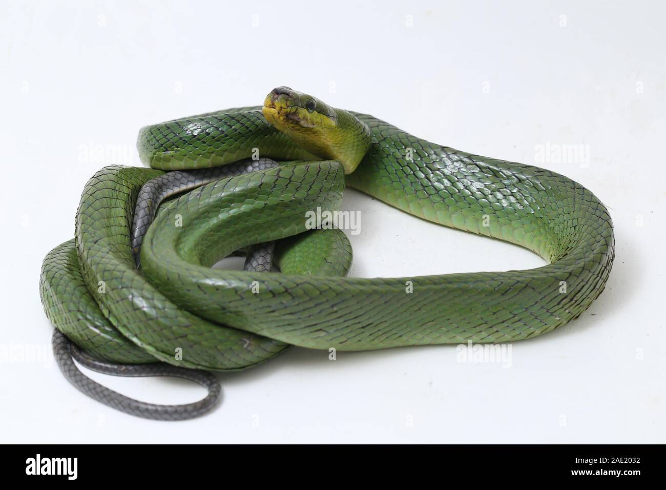 Gonyosoma oxycephalum, known commonly as the arboreal ratsnake, the red ...