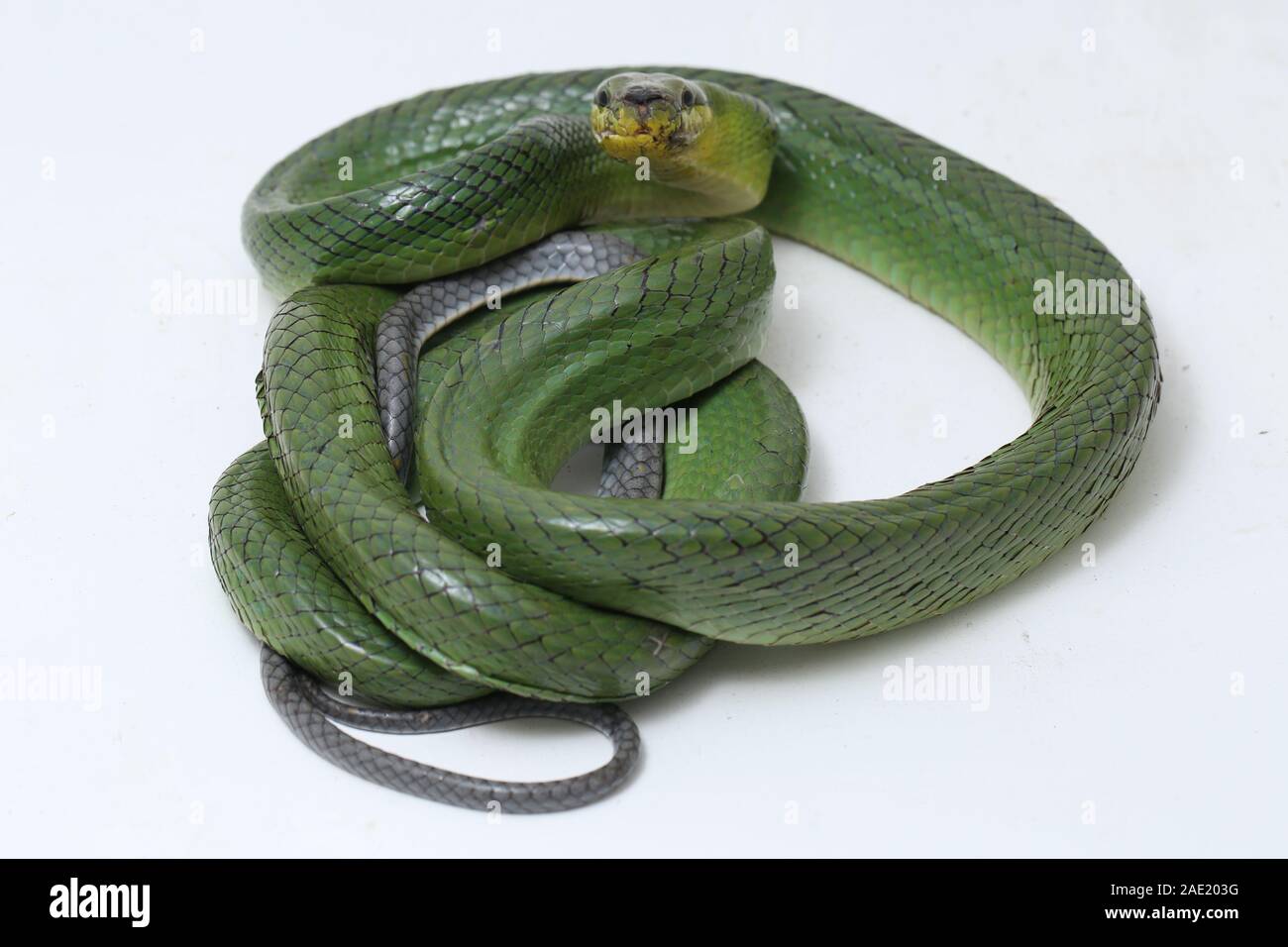 Gonyosoma oxycephalum, known commonly as the arboreal ratsnake, the red ...