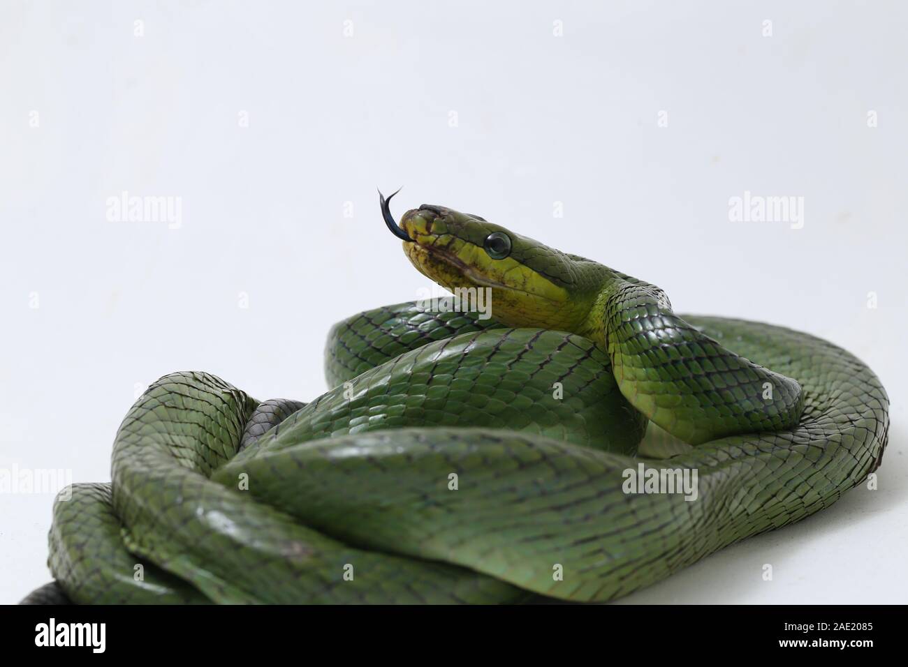Red tailed pit viper hi-res stock photography and images - Alamy