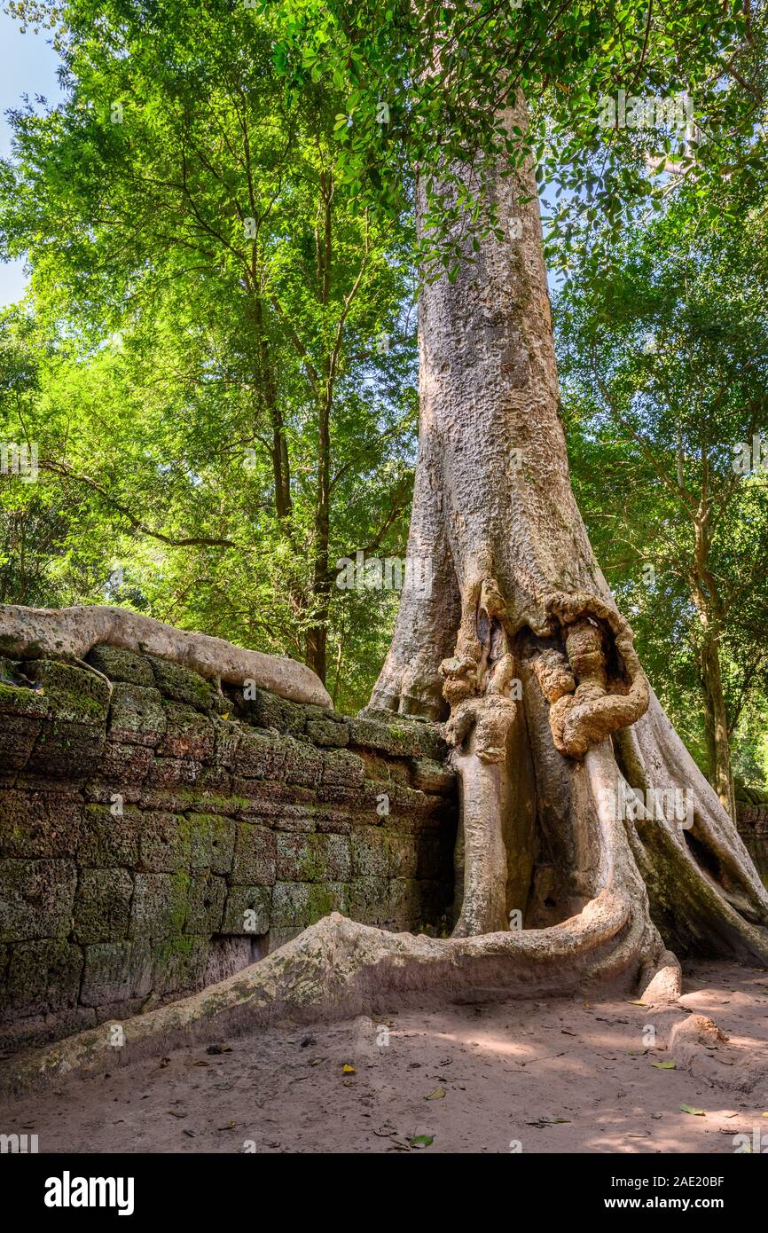 Gigant Tetrameles nudiflora - Spung tree with the ruins of Ta Prohm ...