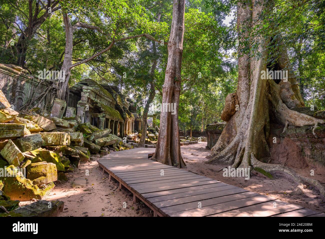 Gigant Tetrameles nudiflora - Spung tree with the ruins of Ta Prohm ...