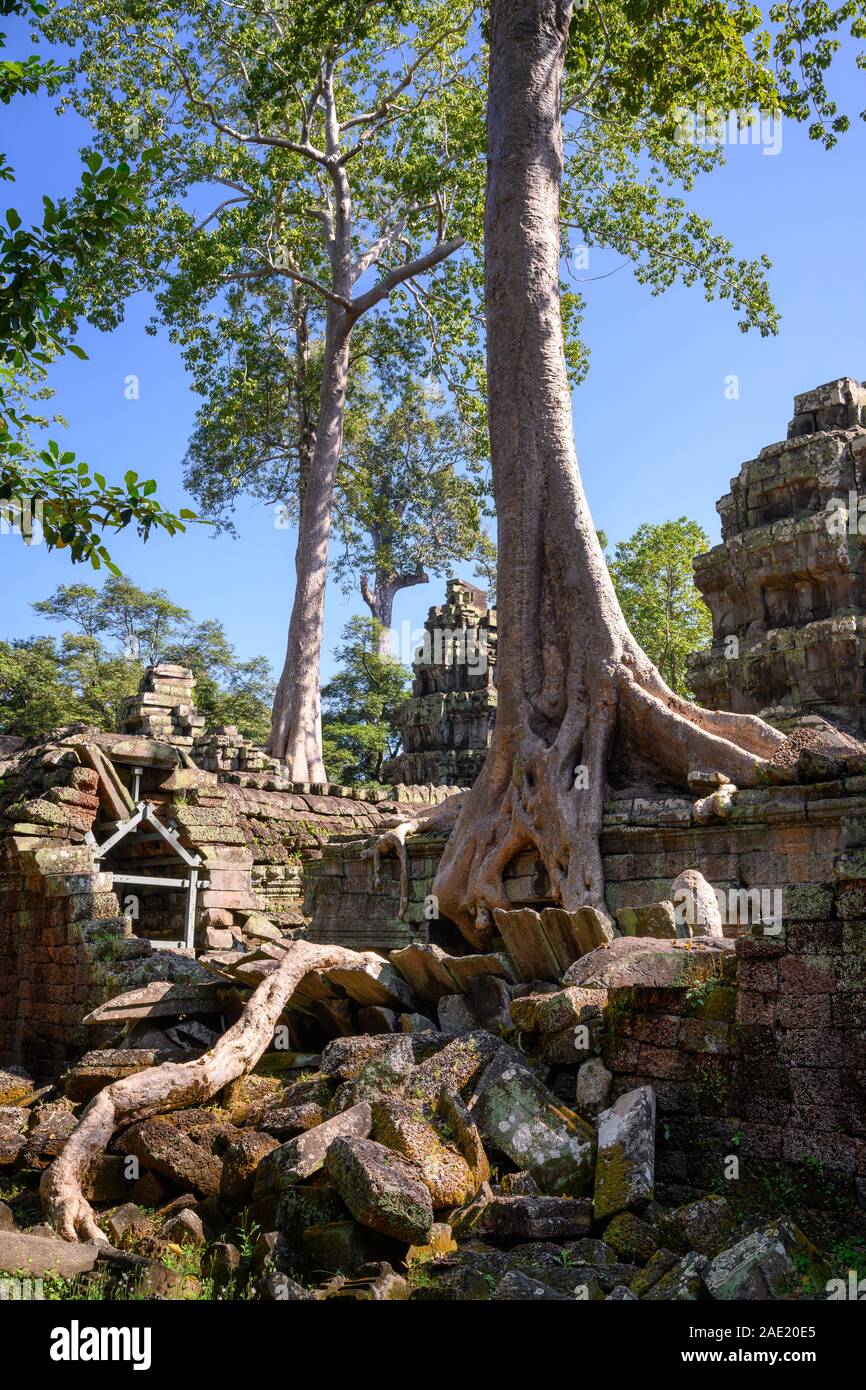 Gigant Tetrameles nudiflora - Spung tree with the ruins of Ta Prohm ...