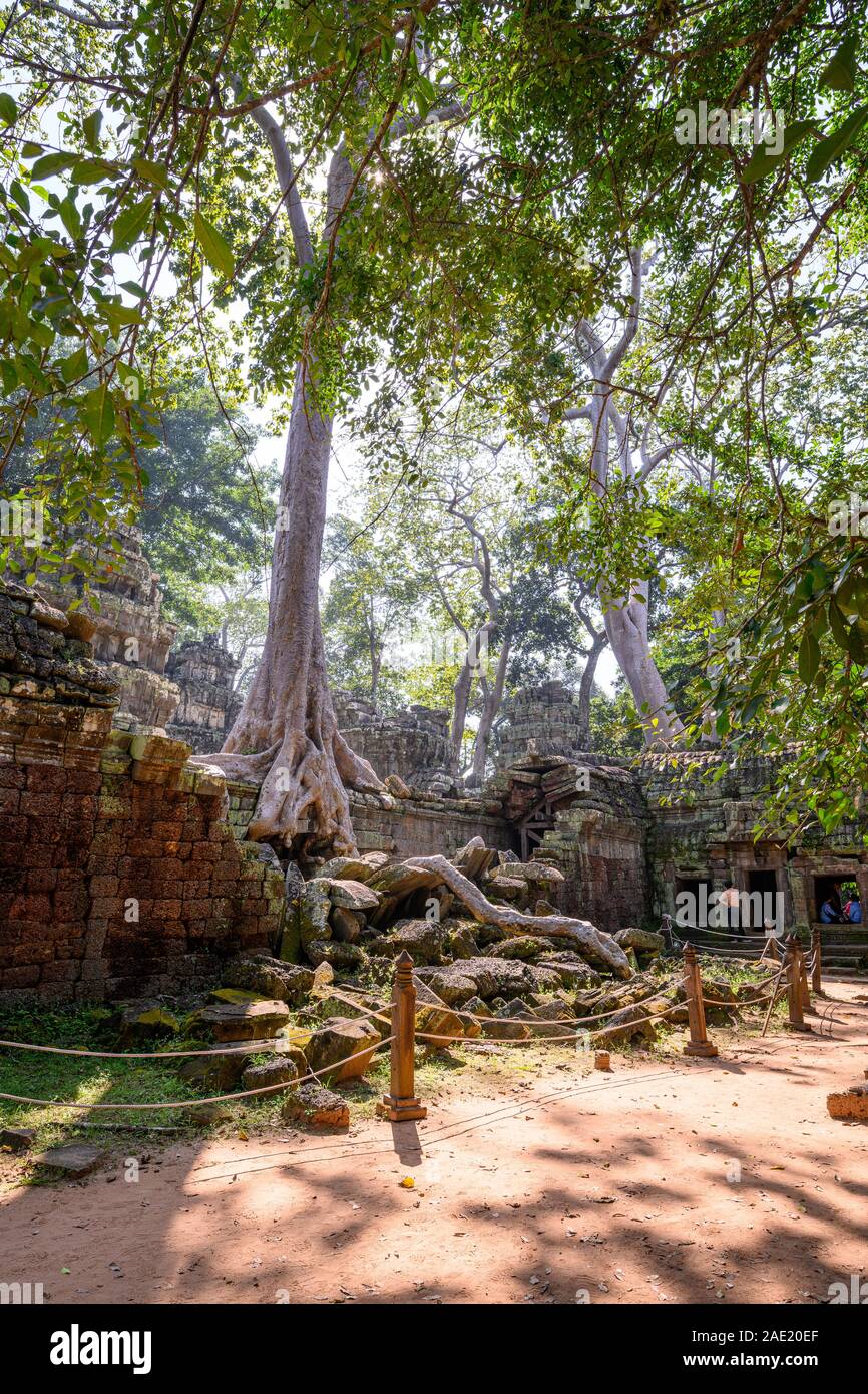 Gigant Tetrameles nudiflora - Spung tree with the ruins of Ta Prohm ...