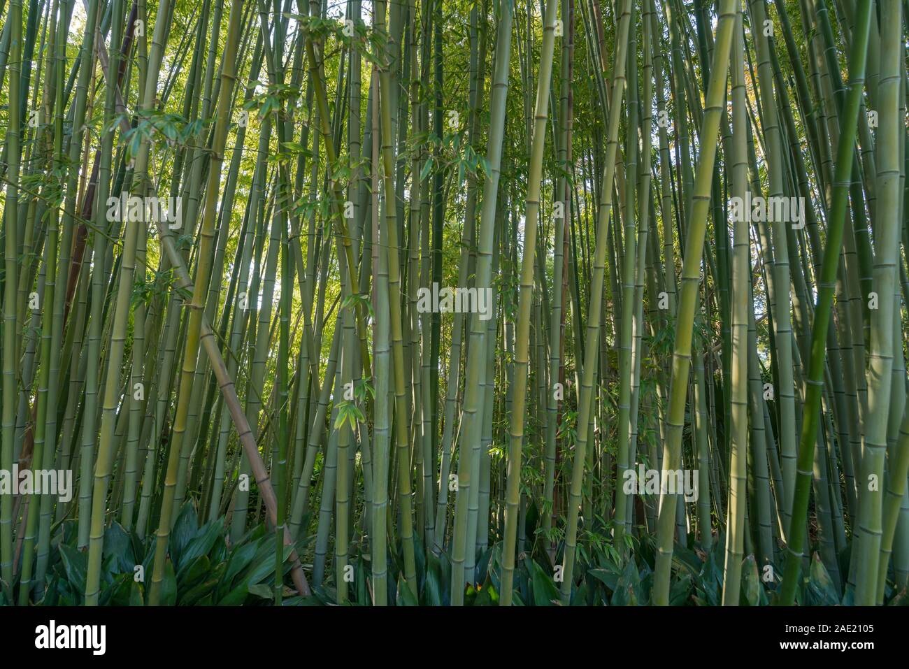 DENSE BAMBOO FOREST Stock Photo - Alamy