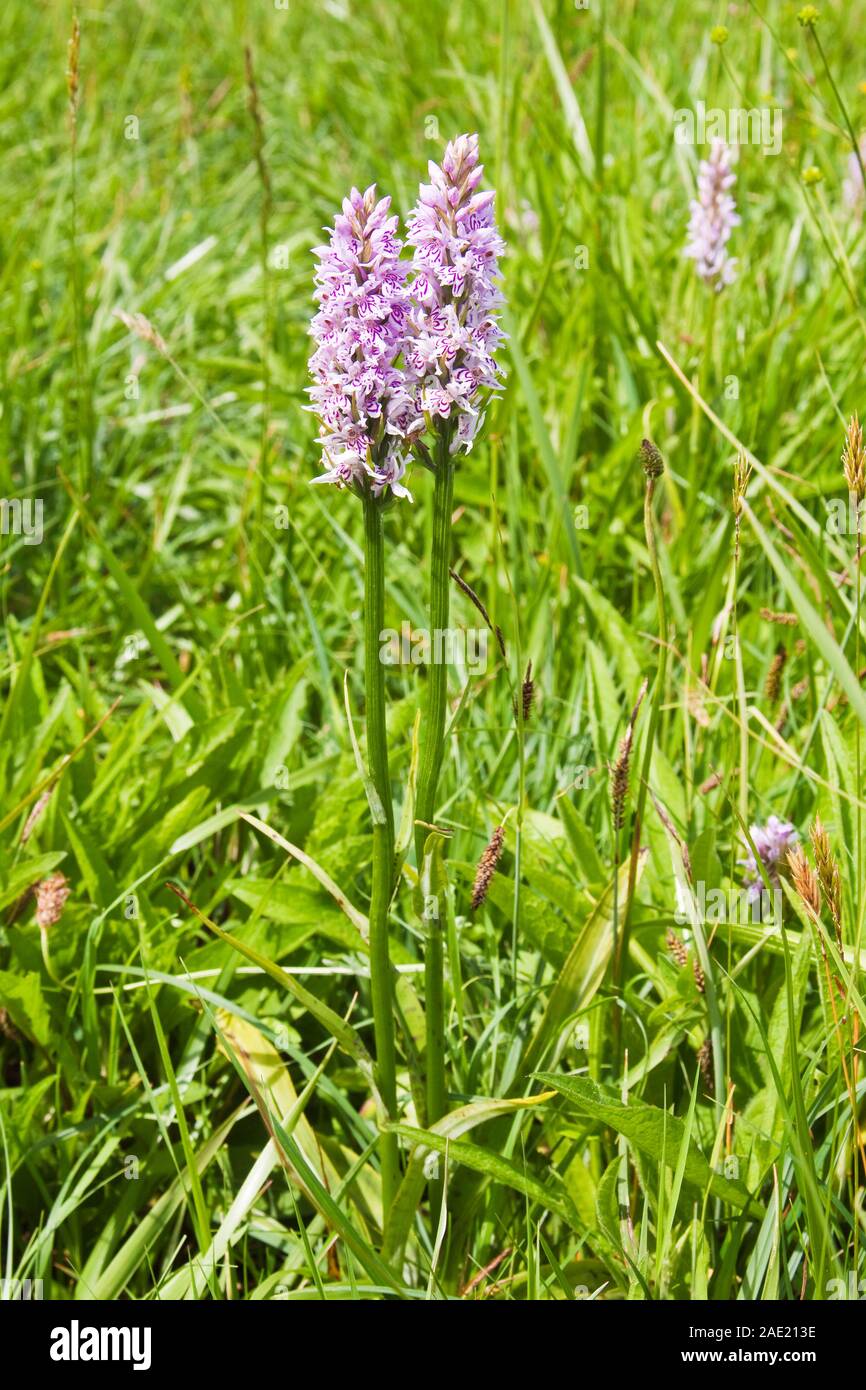 Two common spotted orchid flowers Stock Photo - Alamy