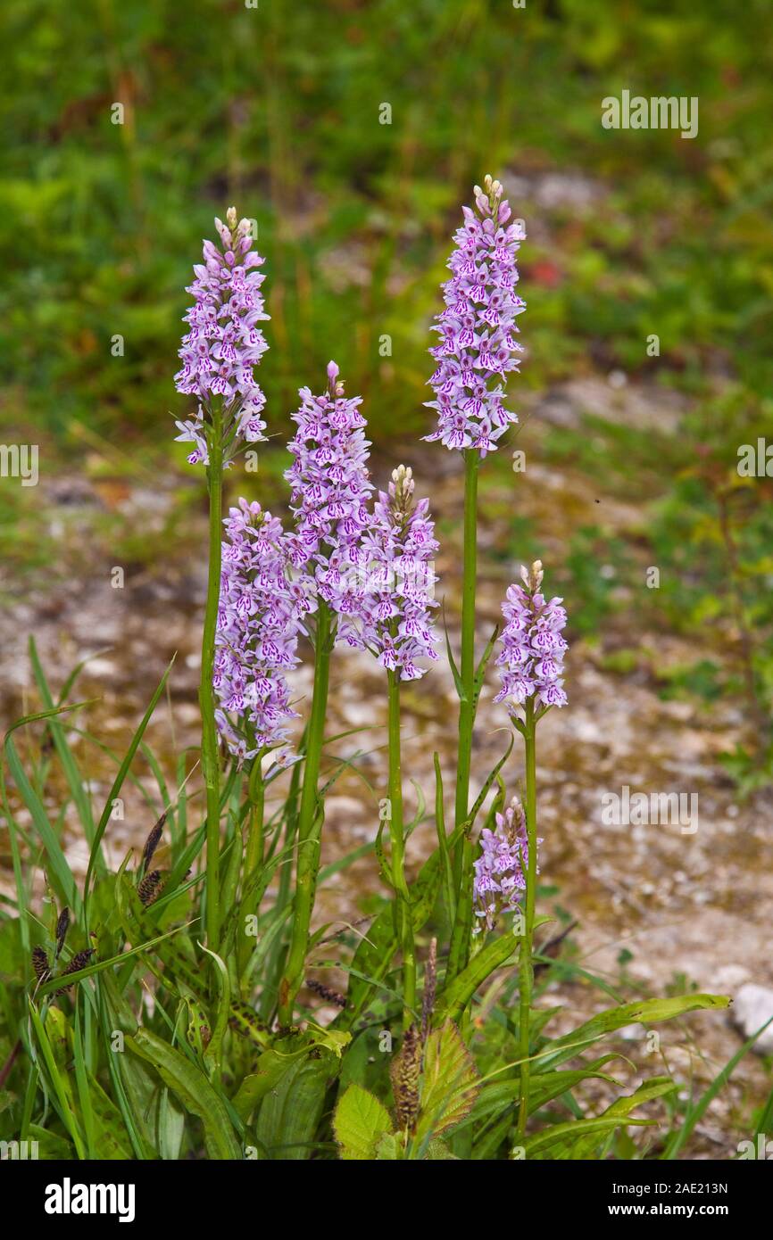 Seven common spotted orchid flowers Stock Photo - Alamy