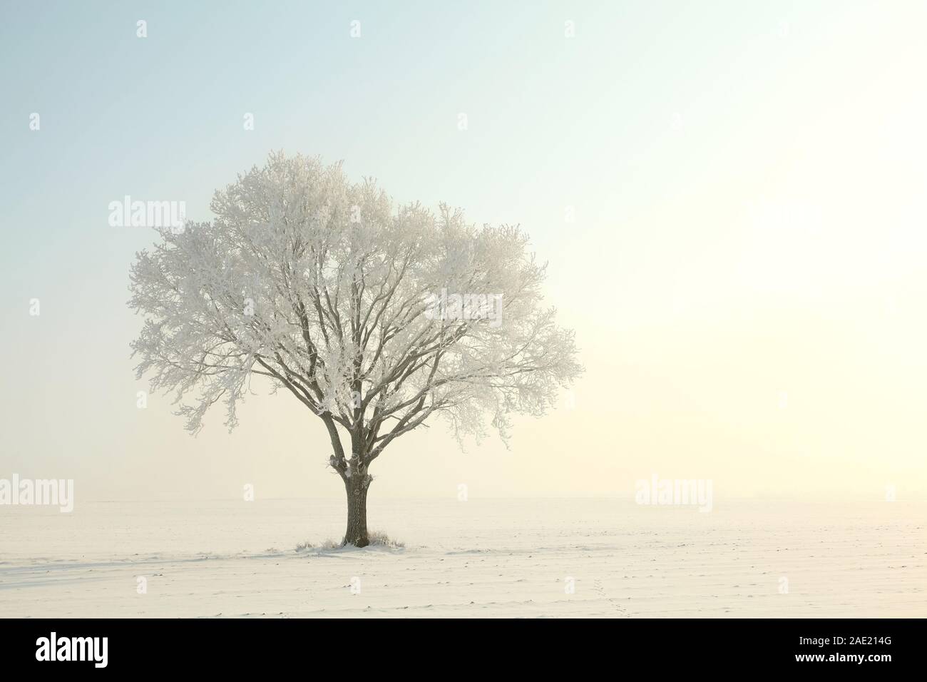 Lonely oak tree covered with frost at dawn. Photo taken in December ...