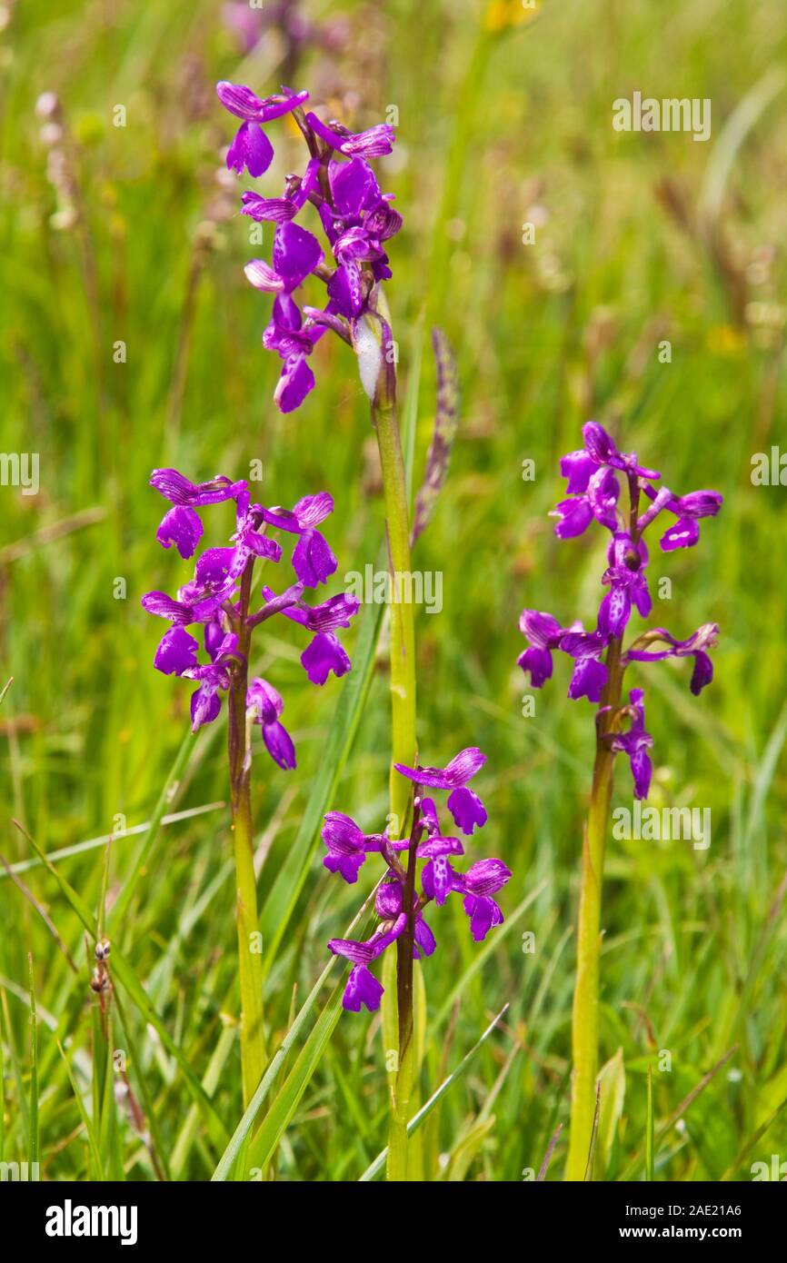 Four orchid flowers hi-res stock photography and images - Alamy