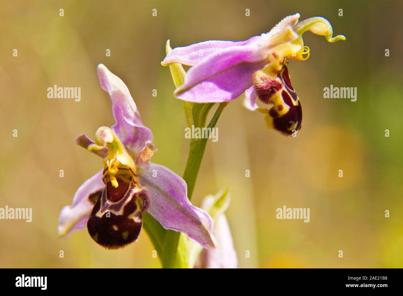 Orchid pollination mimic hi-res stock photography and images - Alamy