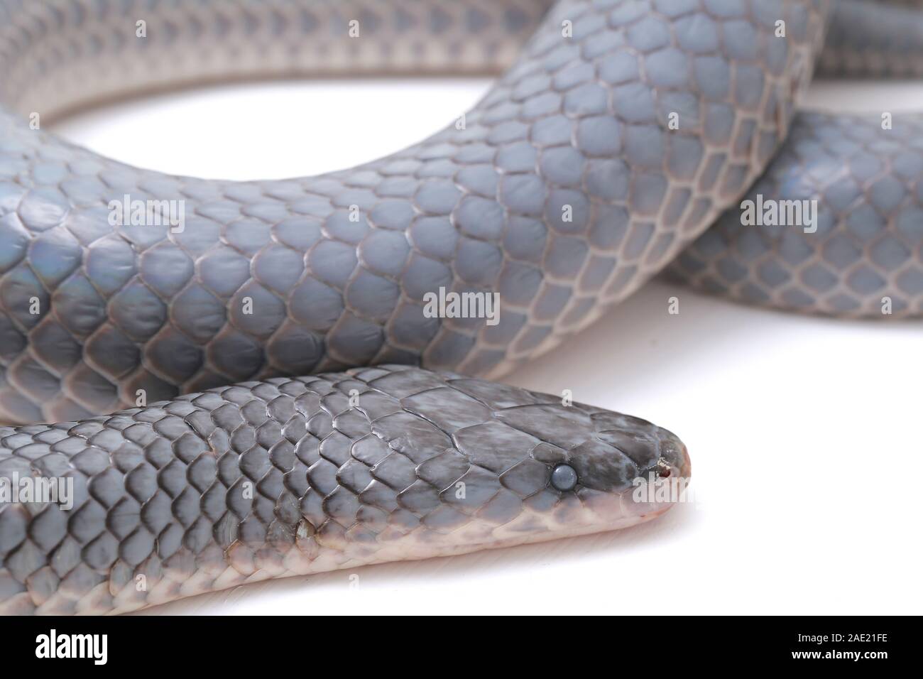 What Kind Of Snake Sheds A White Skin