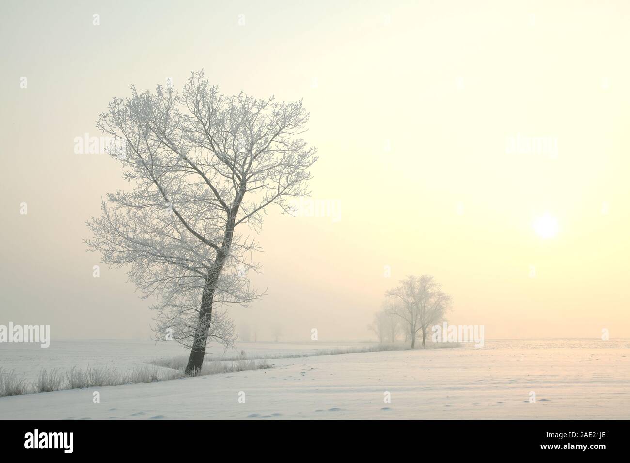 Oak tree in december snow hi-res stock photography and images - Alamy