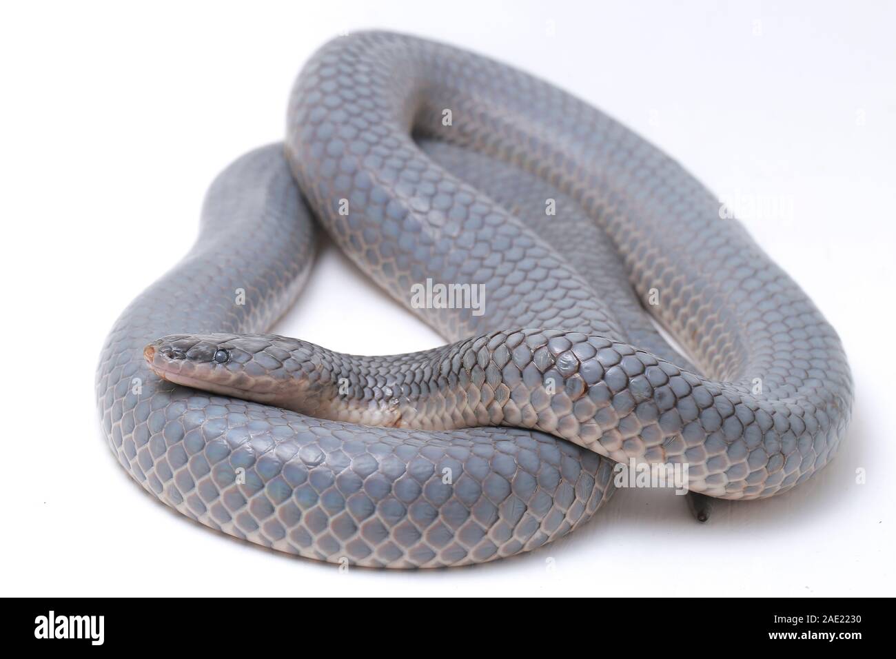 Non venomous sunbeam snake species hi-res stock photography and images ...
