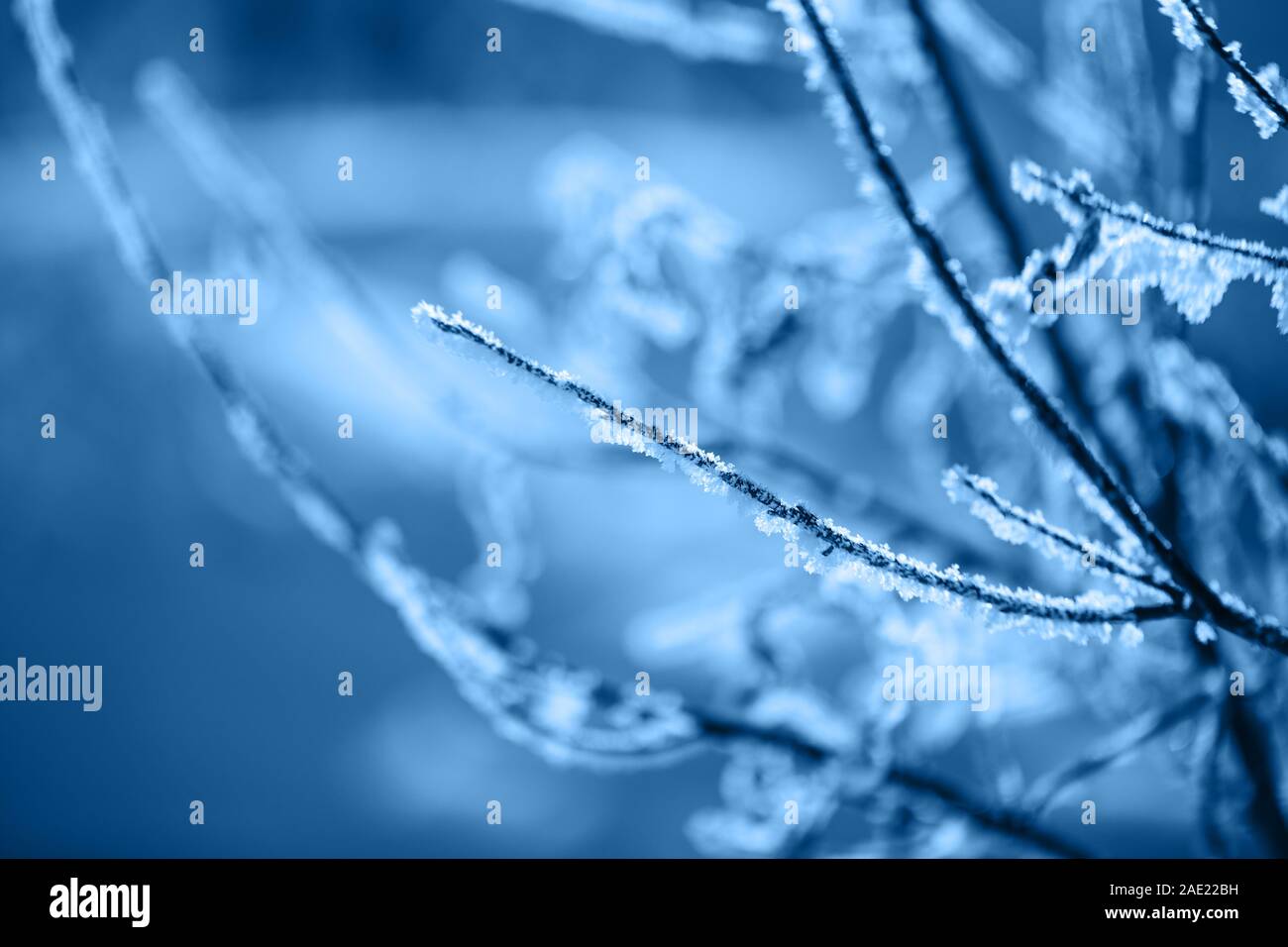 Color of the year, classic blue Snowy Branch at frost winter day Stock ...